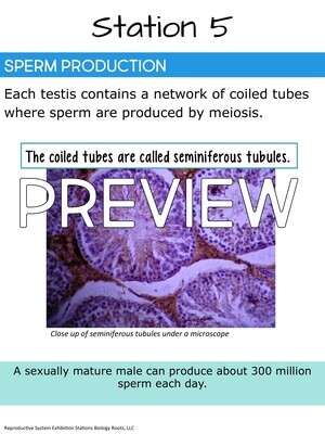 Reproductive System Exhibition Stations - Store - Biology Roots