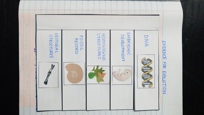 Cells Interactive Notebook - Store - Biology Roots