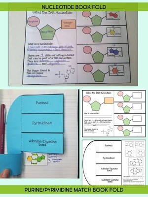 DNA Interactive Notebook - Store - Biology Roots