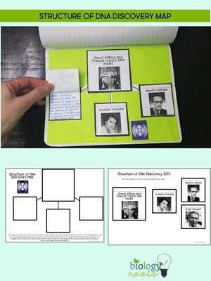 DNA Interactive Notebook - Store - Biology Roots