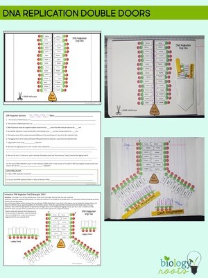 DNA Interactive Notebook - Store - Biology Roots