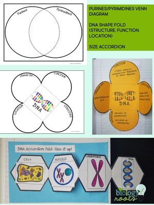 DNA Interactive Notebook - Store - Biology Roots