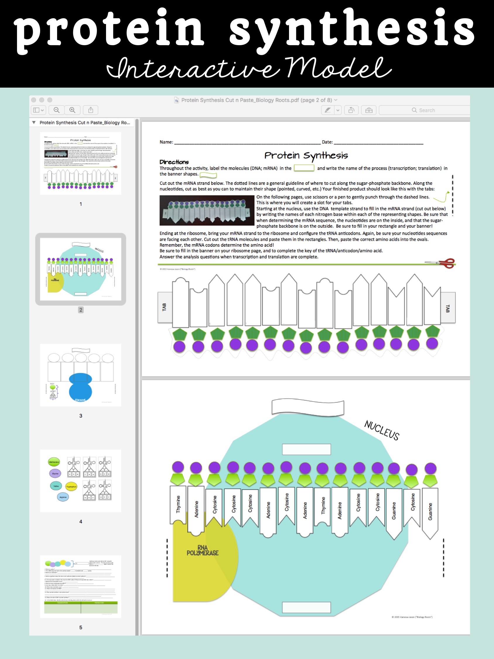 Protein Synthesis Model