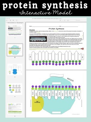 Protein Synthesis Model - Store - Biology Roots