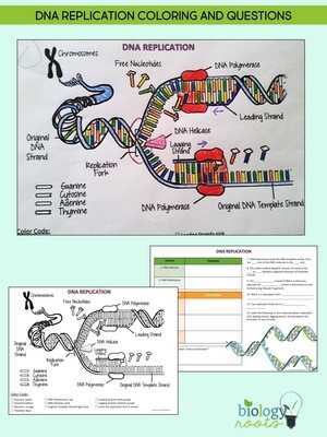 DNA Interactive Notebook - Store - Biology Roots
