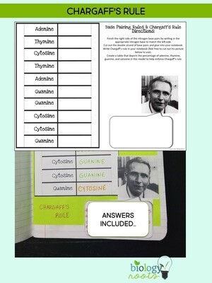 DNA Interactive Notebook - Store - Biology Roots