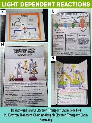 Photosynthesis Interactive Notebook- supports digital - Store - Biology ...