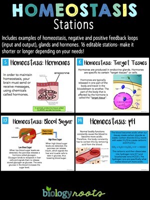 Homeostasis Stations - Store - Biology Roots