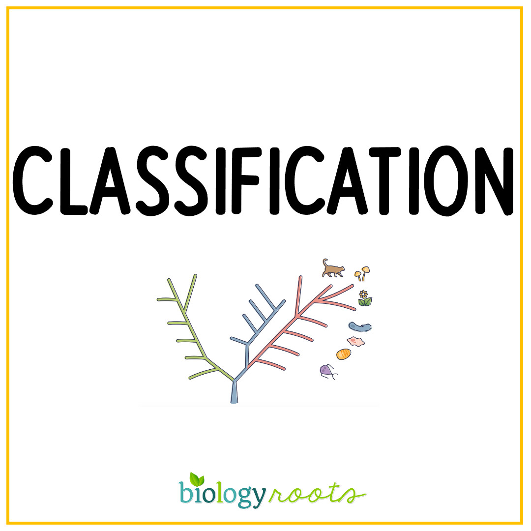 Classification - Store - Biology Roots