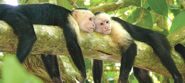 Costa Rica - Store - PixyJack Press - Living With Bears