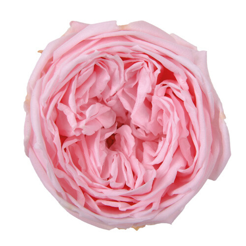 Garden Rose Catherine Preserved Flowers - Florever
