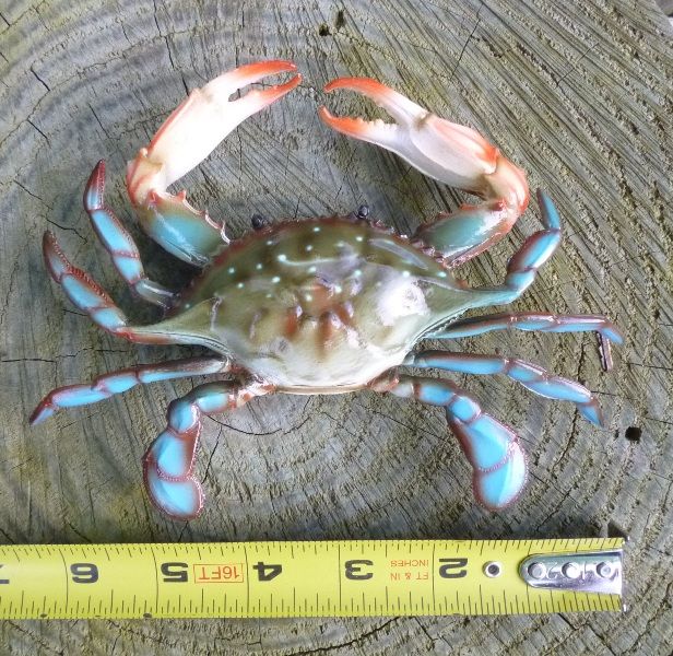 6" Blue Crab Nautical Replicas. Plastic Blue Crabs.