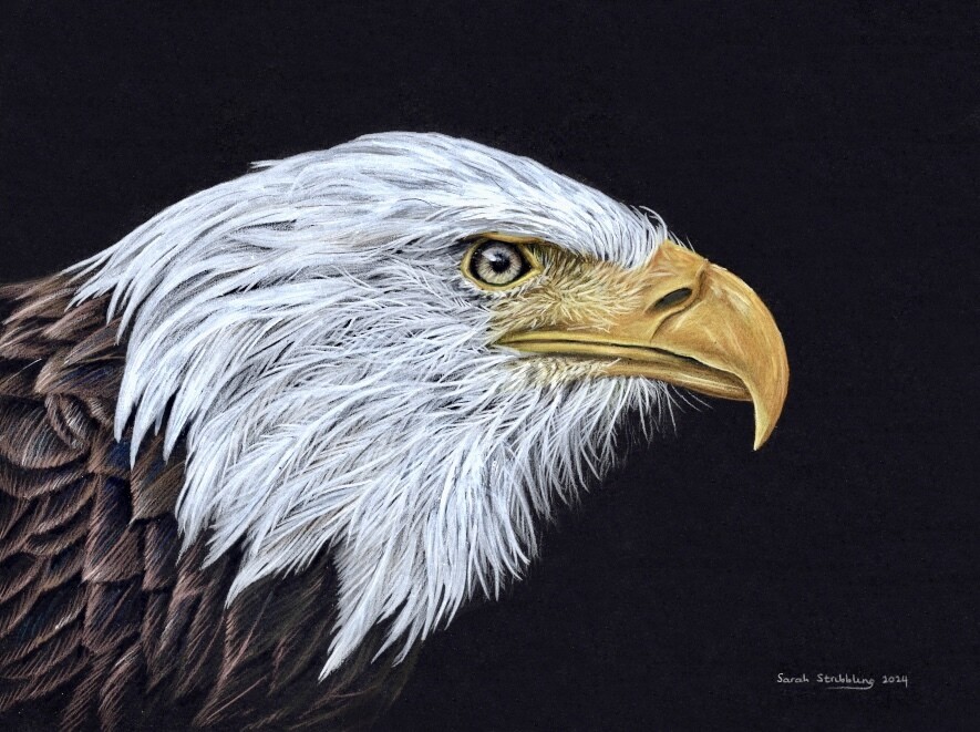 Bald eagle colour pencil drawing