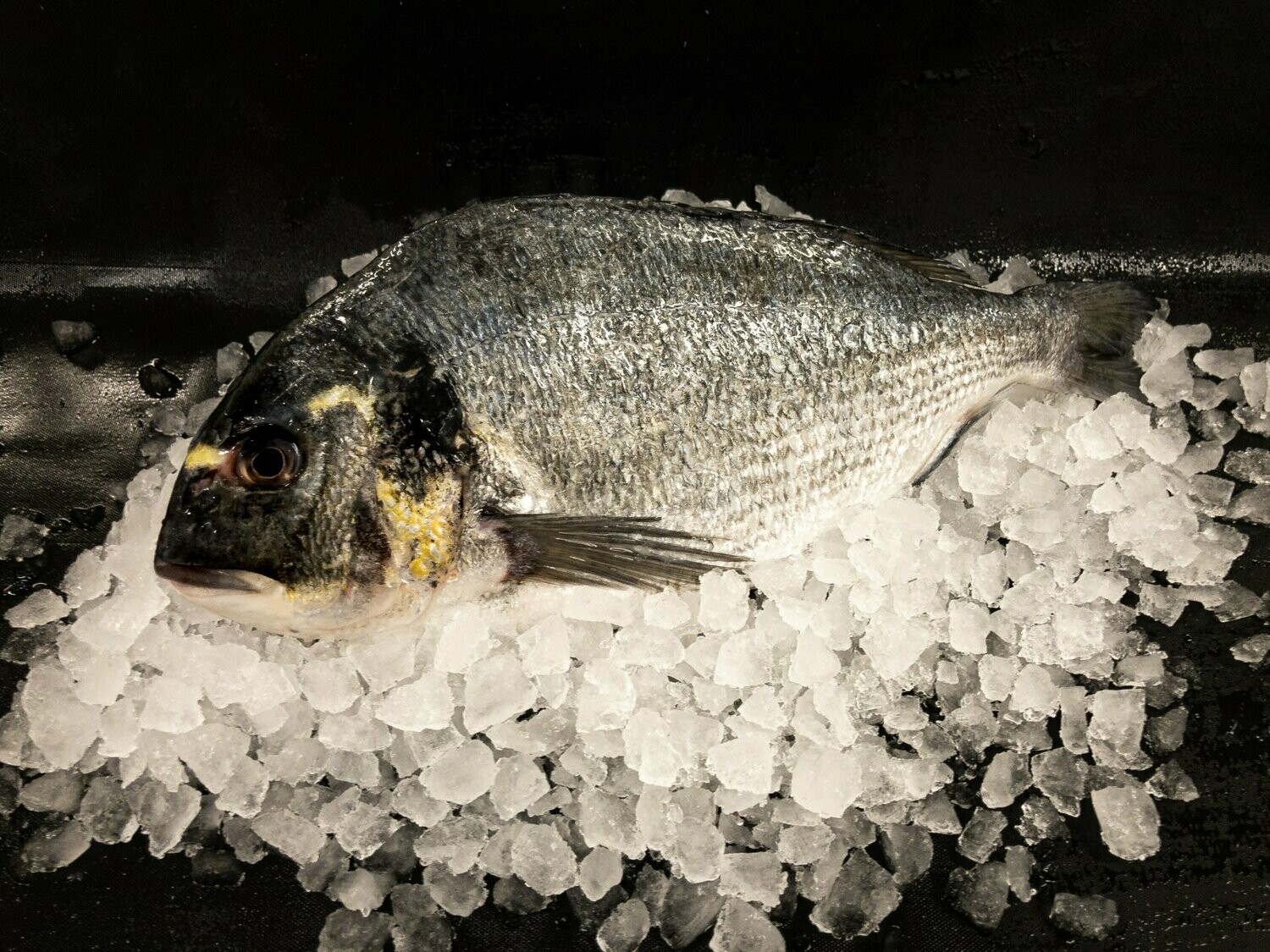 Sea Bream