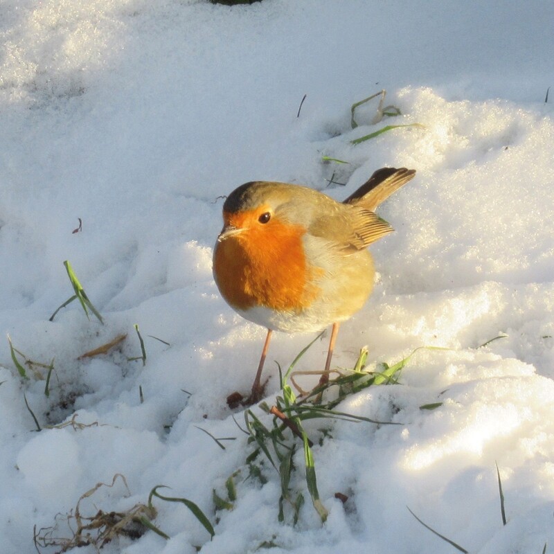 Snowy Robin