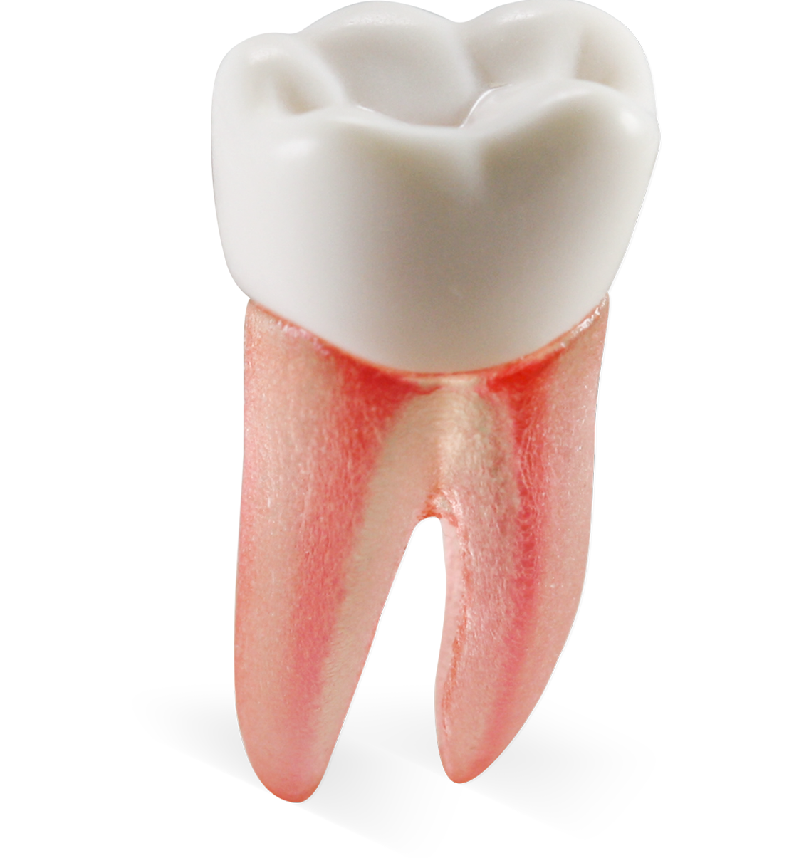 Acadental - RTE #19 Radiopaque