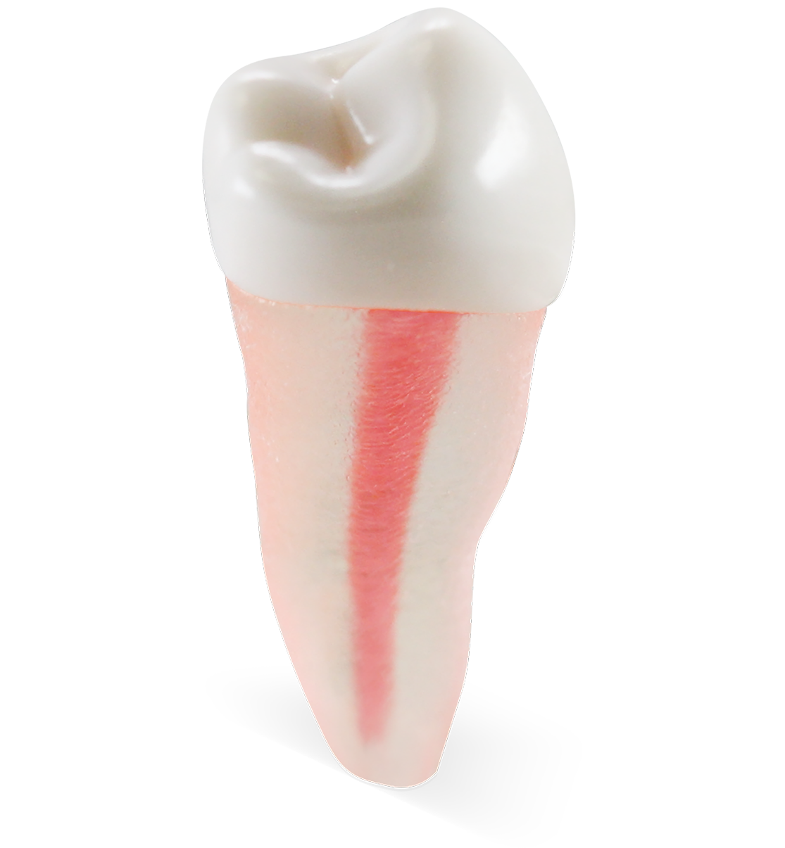 Acadental - RTE #29 Radiopaque