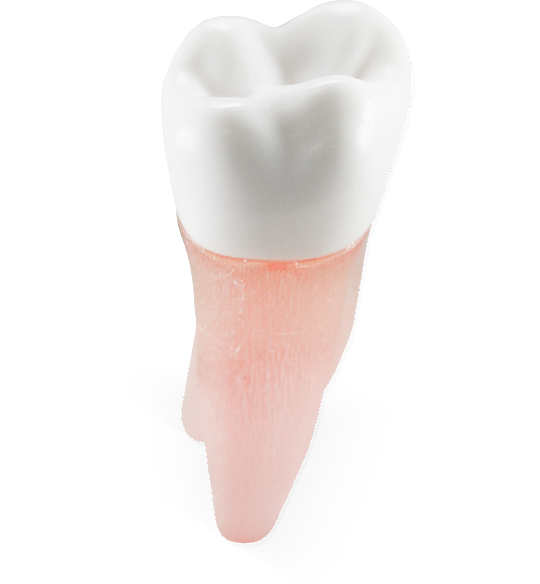 Acadental - RTE #03 Radiopaque