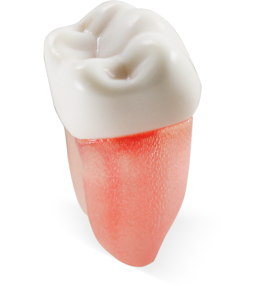 Acadental - RTE #19 Radiopaque