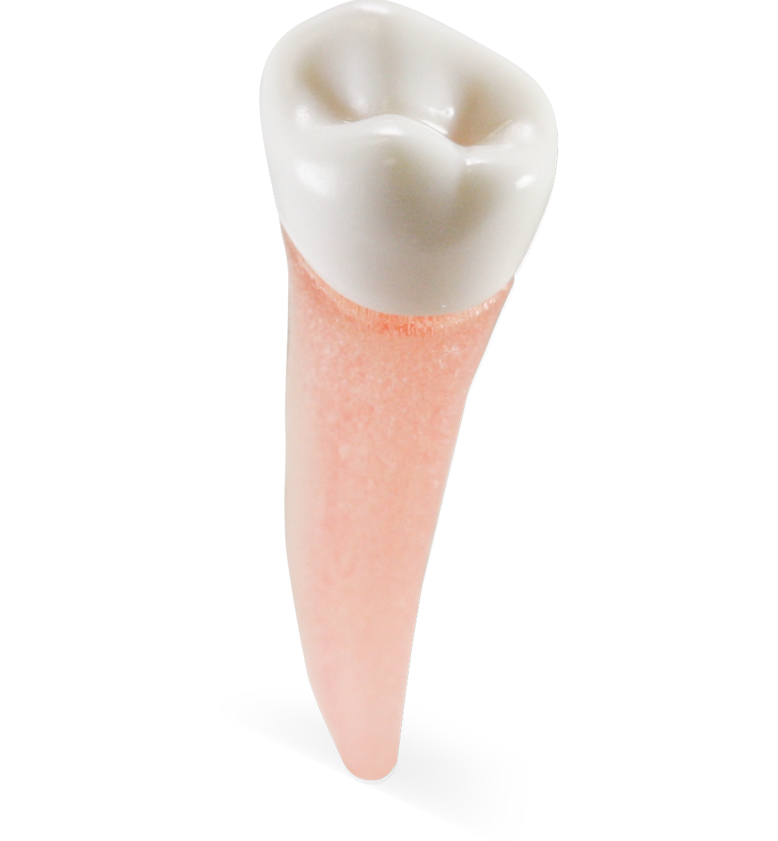 Acadental - RTE #29 Radiopaque