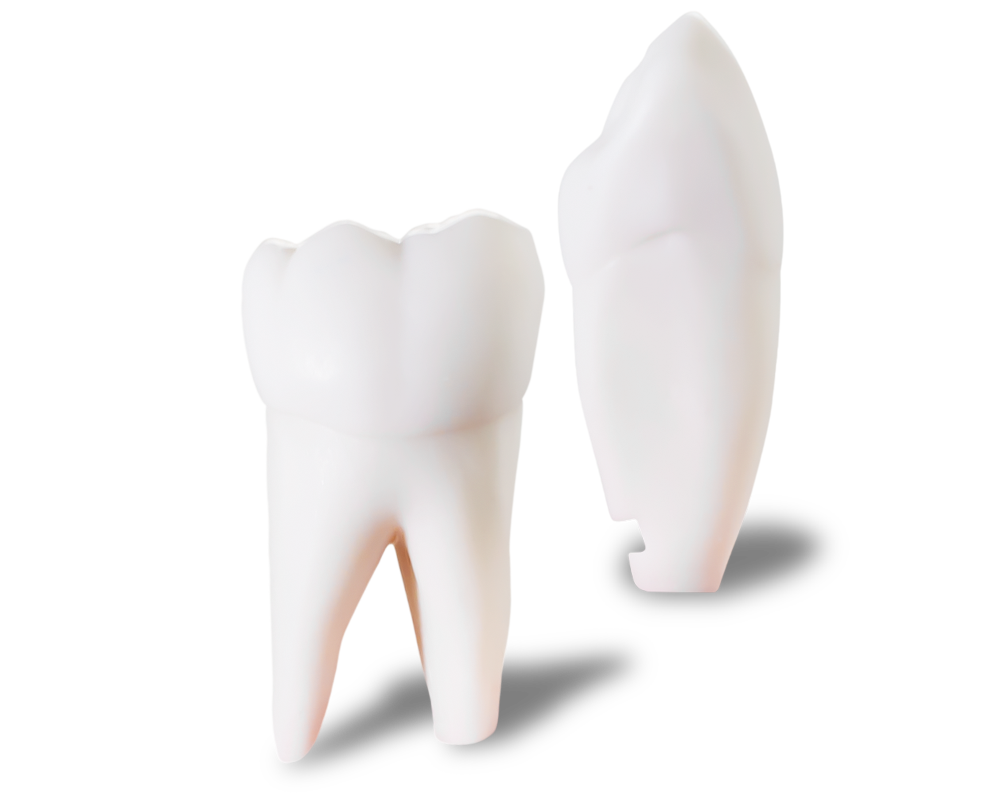 Acadental - ModuPRO DH Replacement Teeth