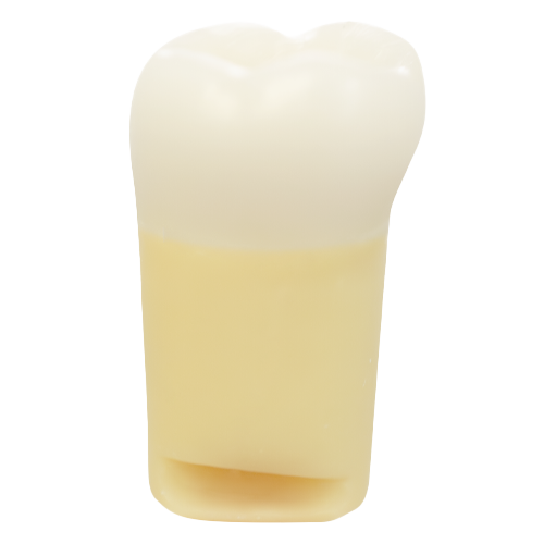 Acadental - PLT, Prime Two Layered Tooth #18