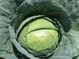 CABBAGE