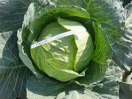 CABBAGE