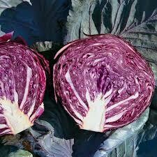 CABBAGE