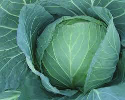 CABBAGE