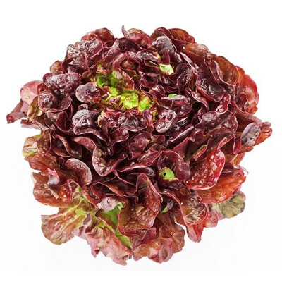 FANCY LETTUCE