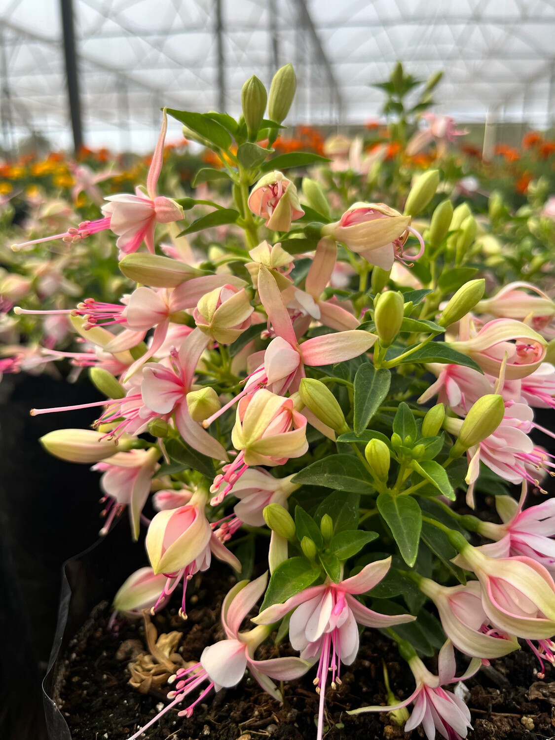 Fuchsia Bella Sophia (3L Bag)