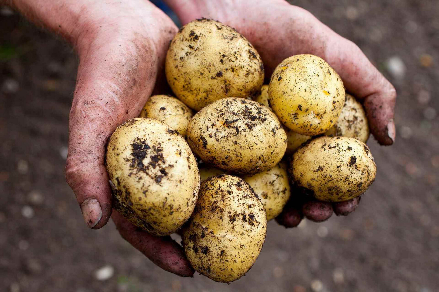 Valor Potato Tubers (25kg)