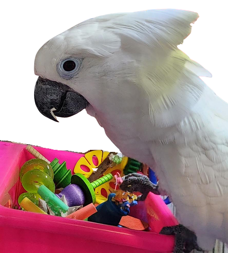 Foot Toys