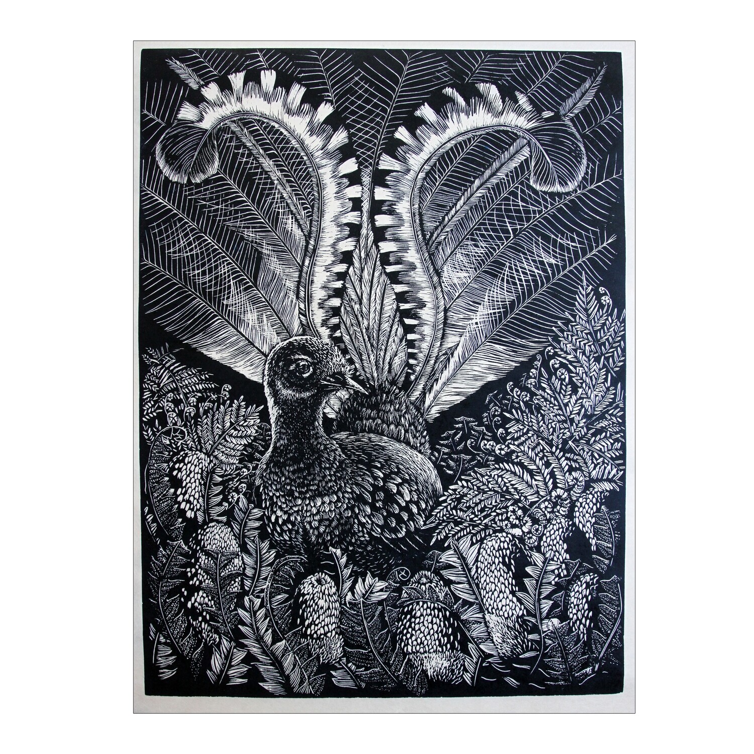 Original Limited Edition Hand Printed Lino "The Lyrebird"