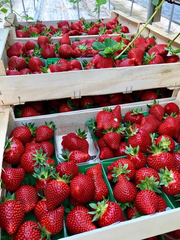 Barquette de Fraises 250g