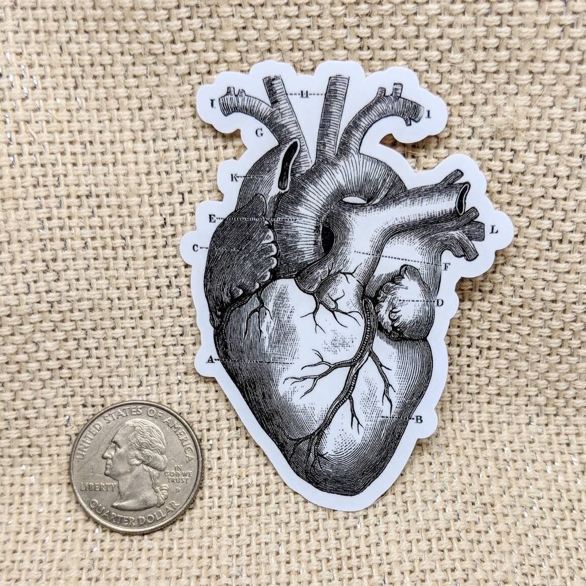 Anatomical Heart Sticker
