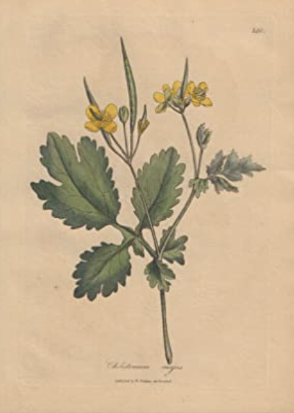 Greater Celandine (chelidonium Majus) Natural Extract Tincture