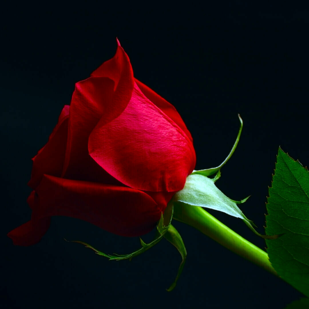 Individual Flower | VIP Private Jet Catering