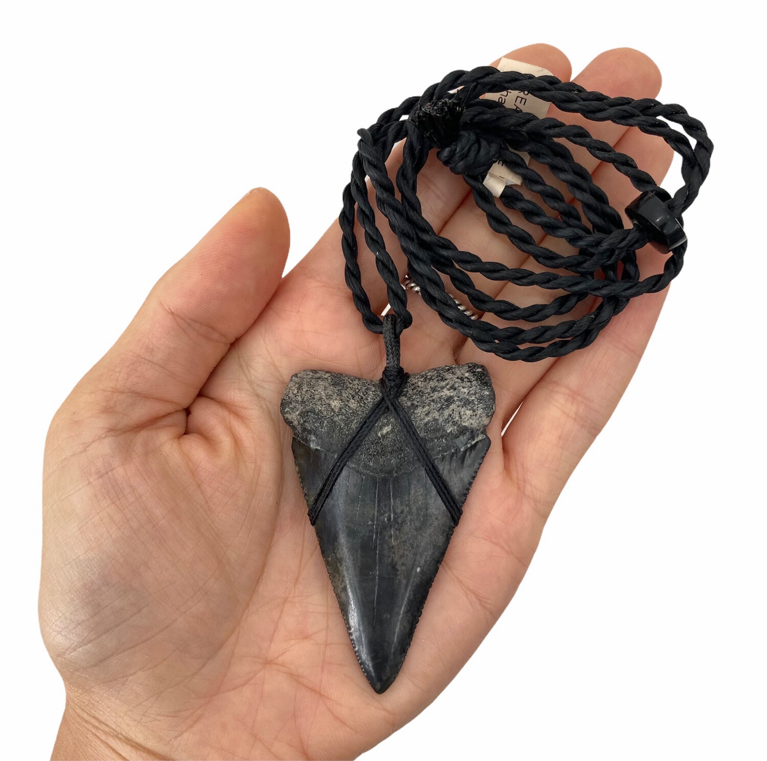 Great White Shark Teeth Necklaces