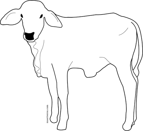 Kalb