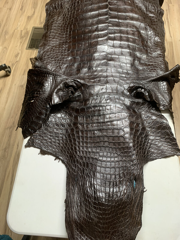 Belly Alligator Skins