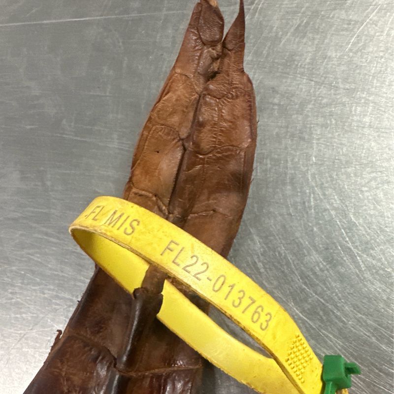 Belly Alligator Skins