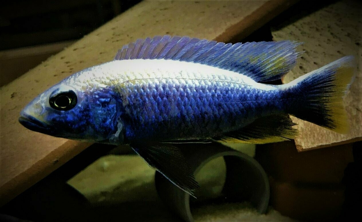 Sciaenochromis Fryeri Iceberg