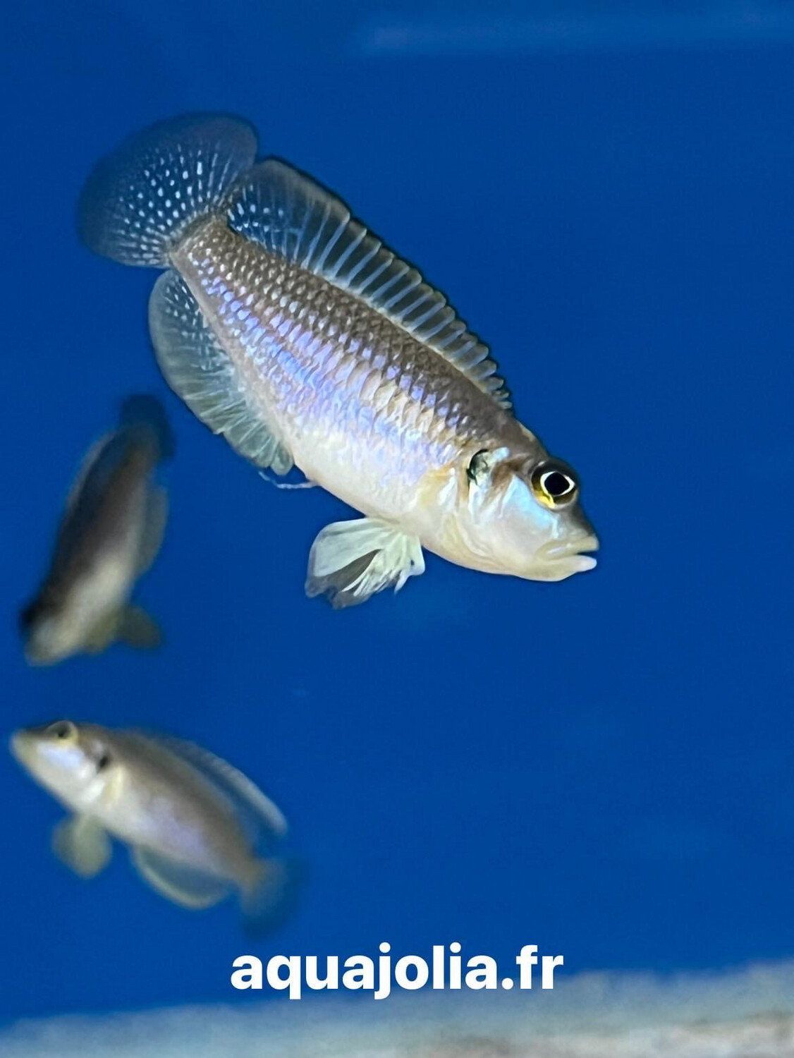 Lamprologus Ocellatus