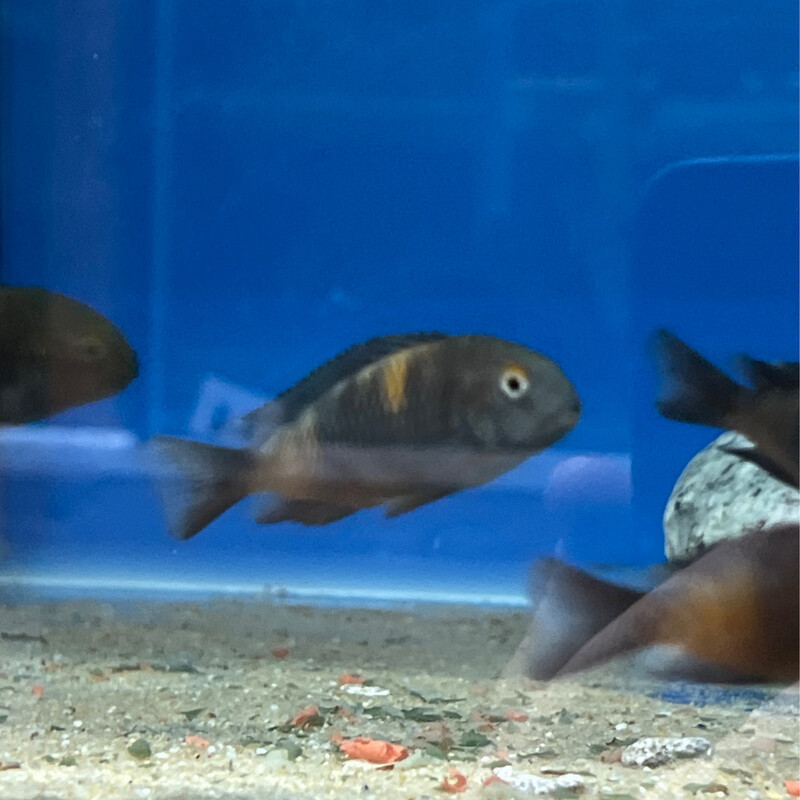 Tropheus sp black Bulu point ( Kirschfleck)