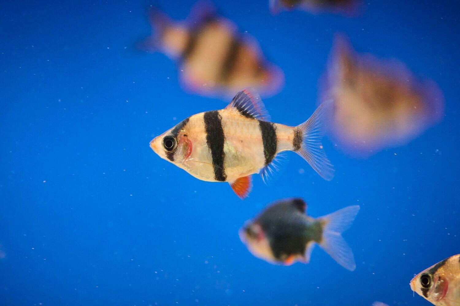 Puntigrus / Puntius tetrazona - Barbus de Sumatra 3/3,5cm