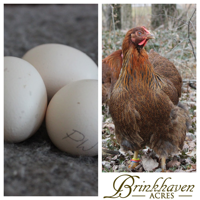 Partridge Wyandotte Hatching Eggs