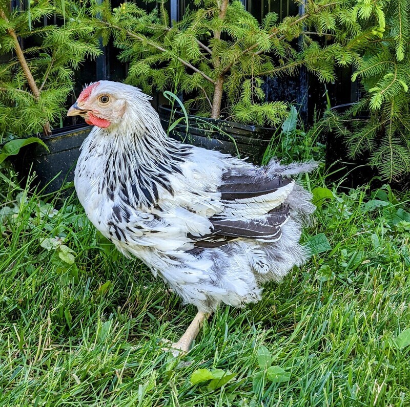 Columbian Wyandotte Chickens