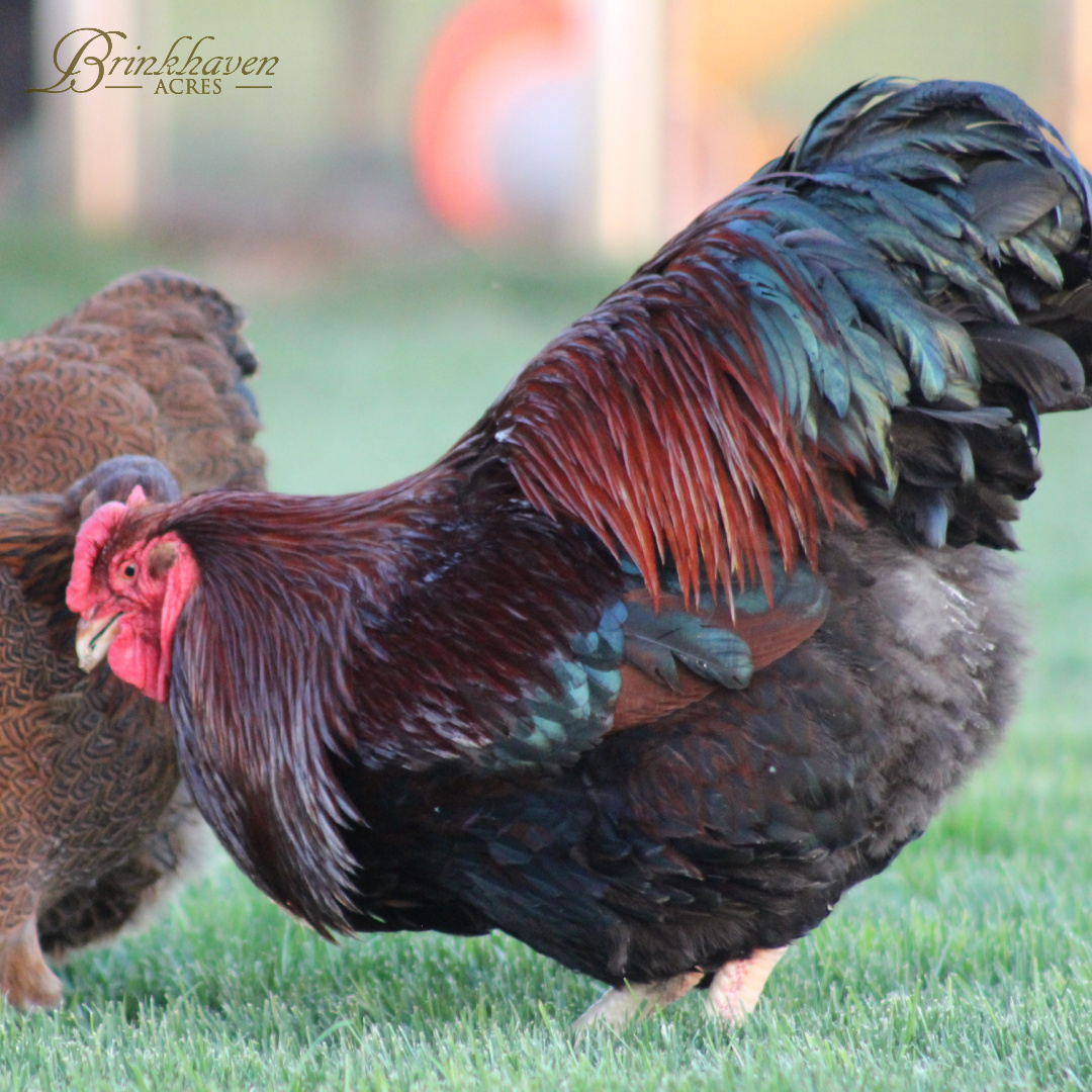 Partridge Wyandotte Chicken